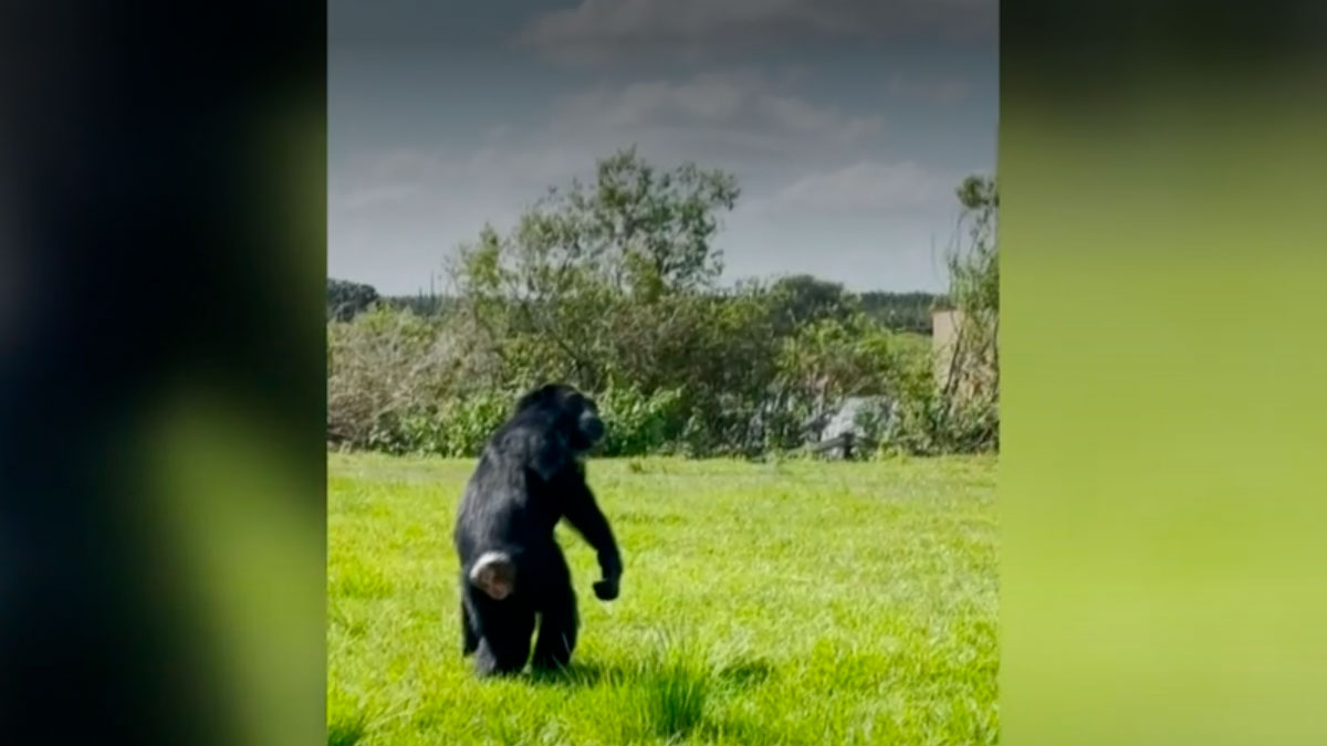Chimpancé vuelve a ver el cielo después de estar años en encierro ...