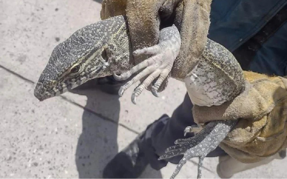 Dragón de Komodo es capturado en Celaya| Telediario México