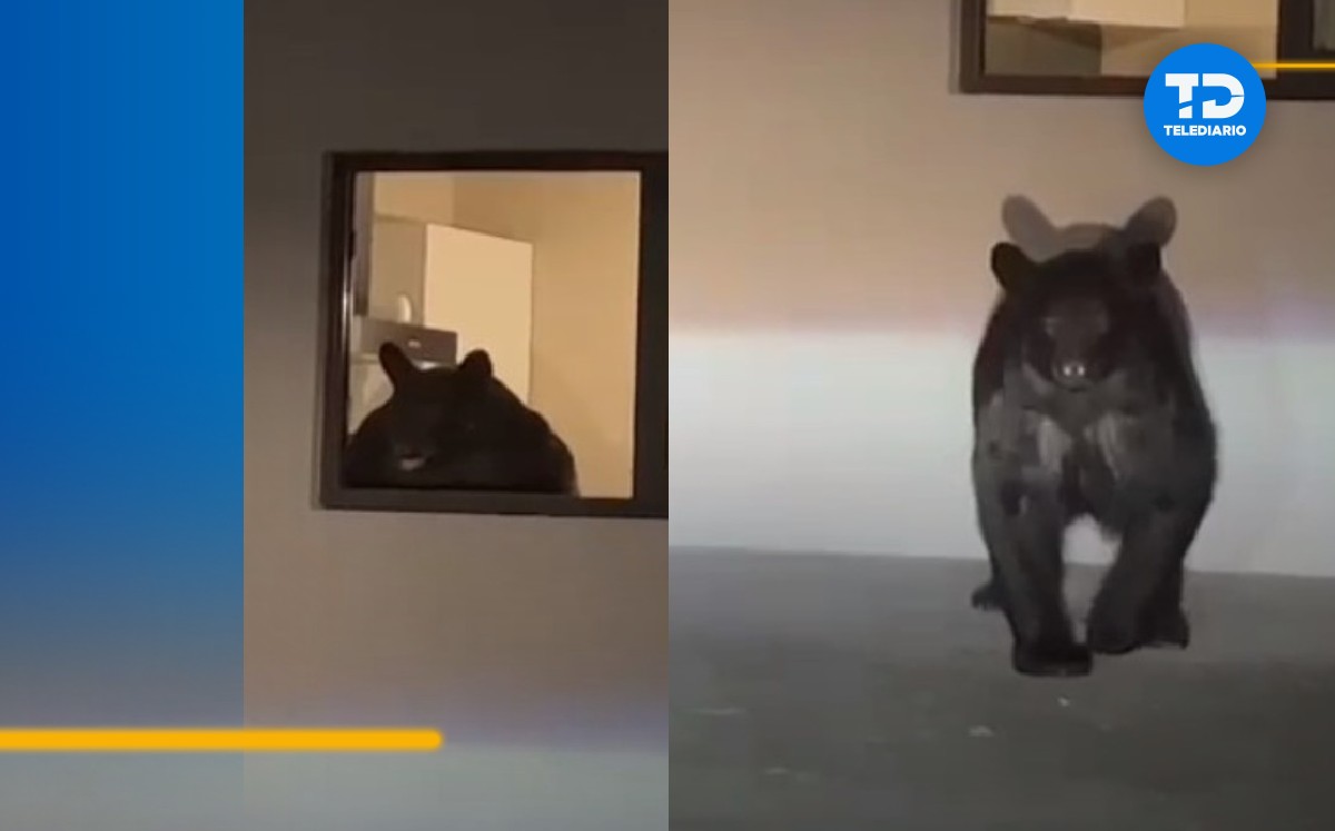 Oso entra a casa en Nuevo León y se come una bolsa de pollo| Telediario ...