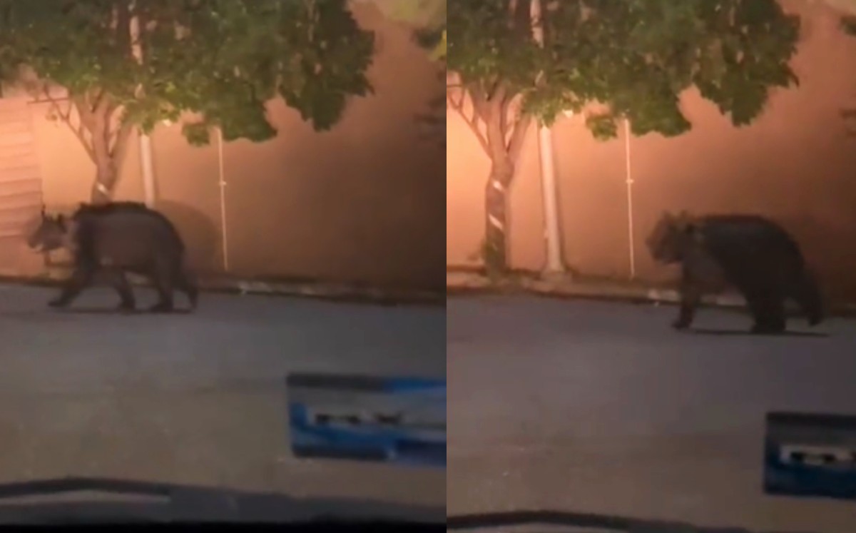 Jóvenes son perseguidas por un oso desde su carro en Nuevo León ...
