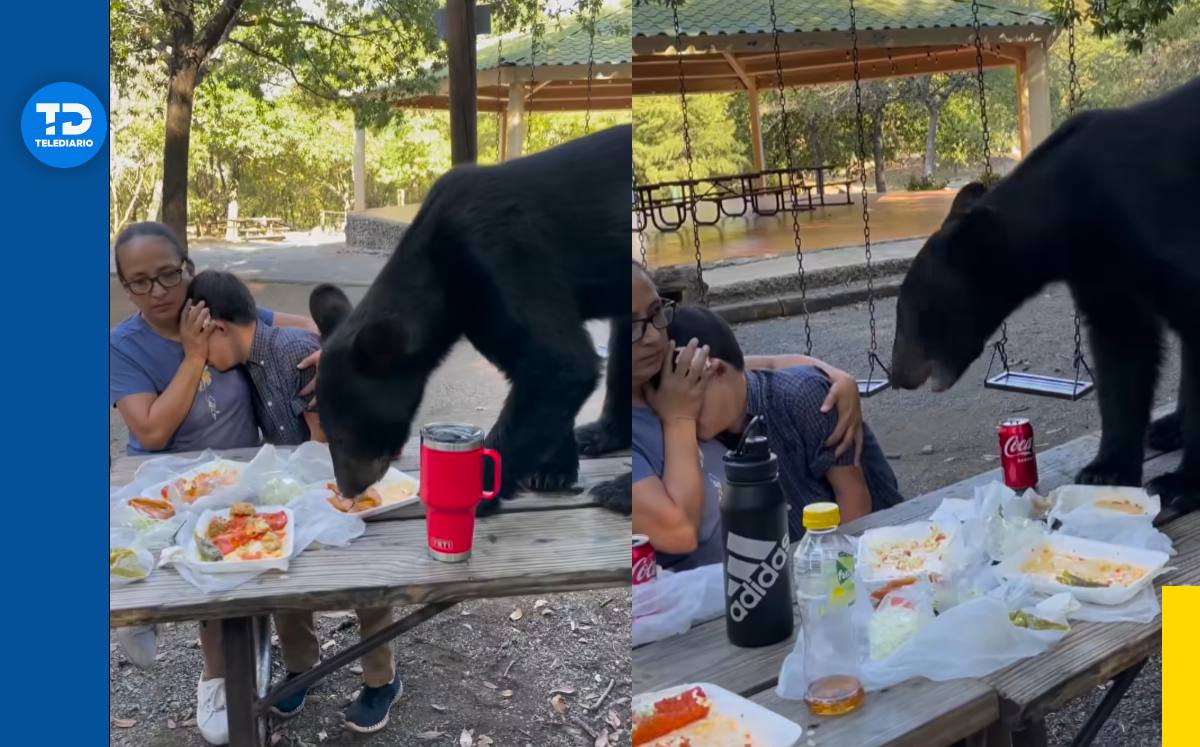 Oso sorprende a familia y devora su comida en parque Chipinque | VIDEO ...