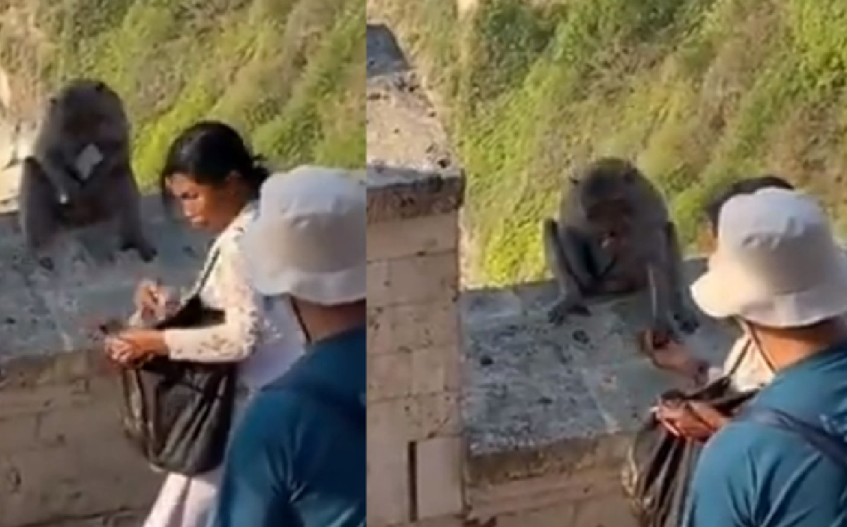 Mono roba el celular de turista en Indonesia| Telediario México Mono roba el celular de turista en Indonesia| Telediario México
