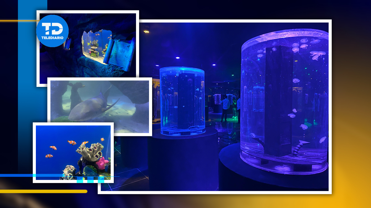 Fotos Sealand Monterrey: así es el lujoso acuario| Telediario México