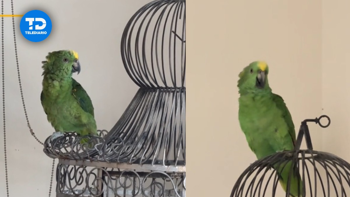 Roberto, cotorro que se hace viral por echarle porras a Rayados: VIDEO ...