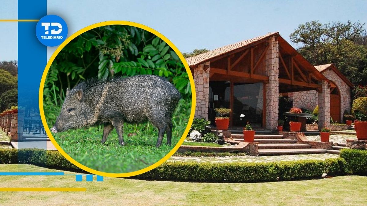 Puebla: captan a jabalí en Haras del Bosque en Amozoc| Telediario México