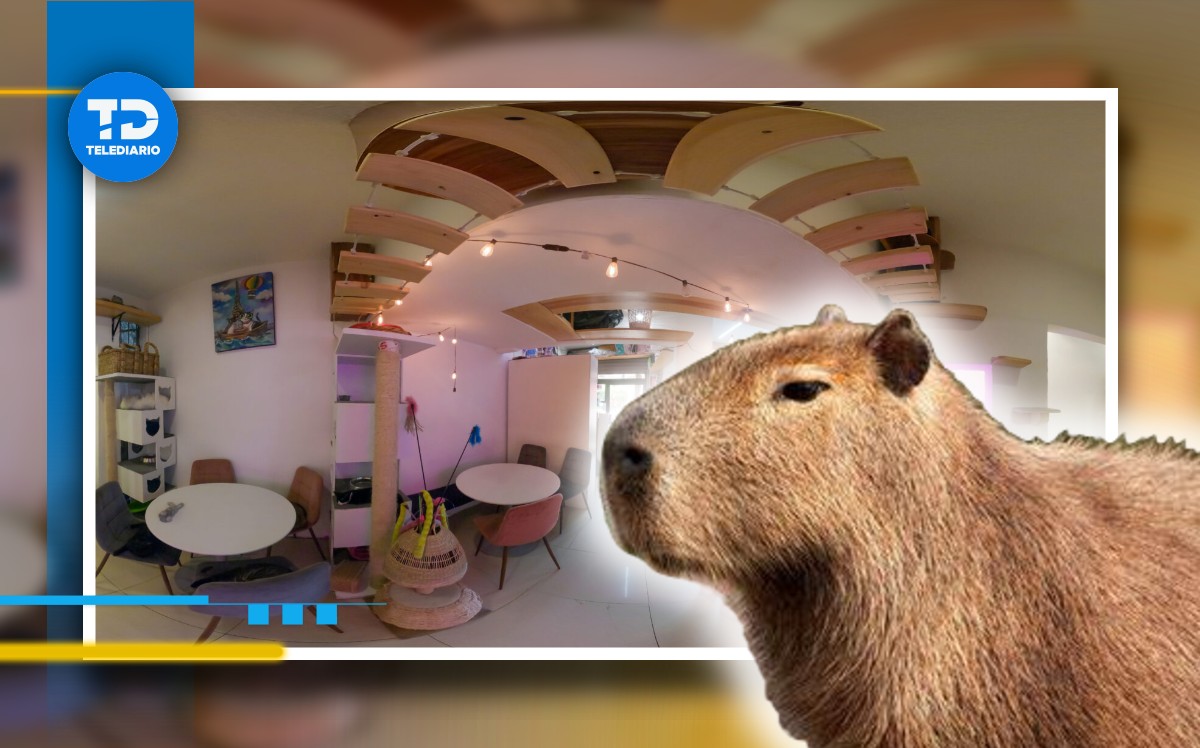 Capibara Fest CdMx 2025: fechas, horarios y actividades| Telediario México