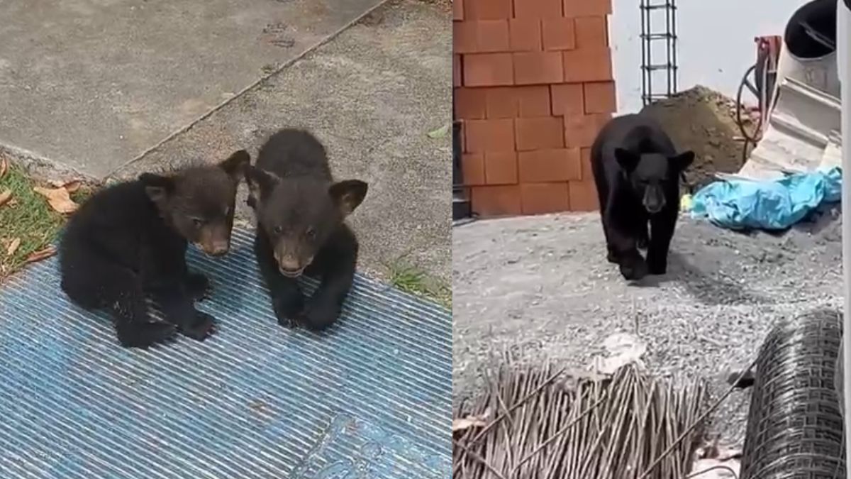 Familias de osos pasean y juegan en calles de Monterrey | VIDEO ...
