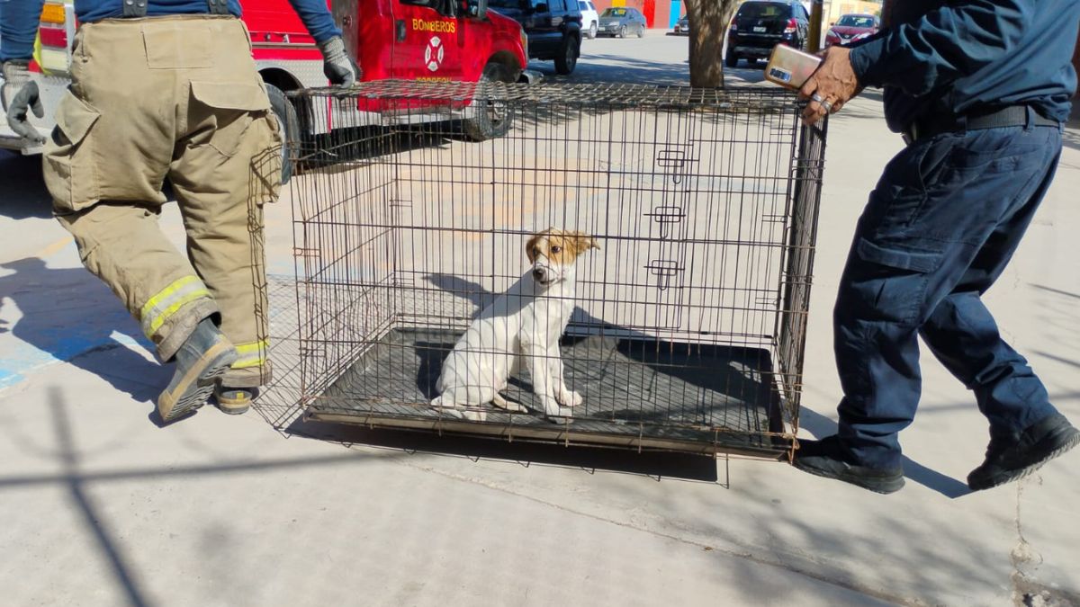 Rescate a cachorro asustado en primaria de Torreón| Telediario México